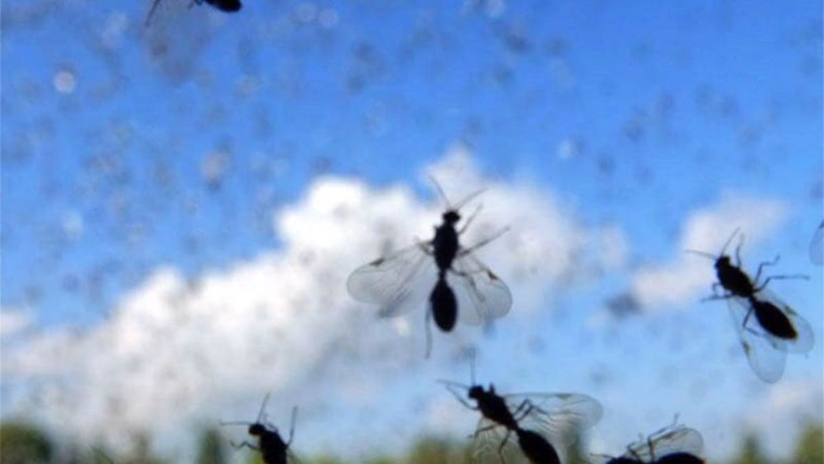 Formiche volanti in spiaggia: fenomeno esteso in Italia